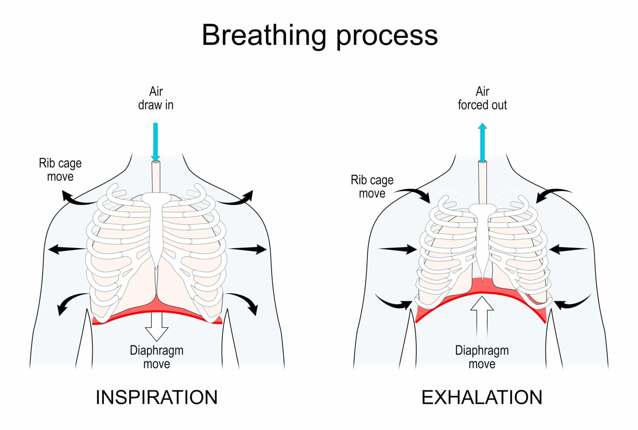 How To Sing From Your Diaphragm: 13 Tips - Singing Success