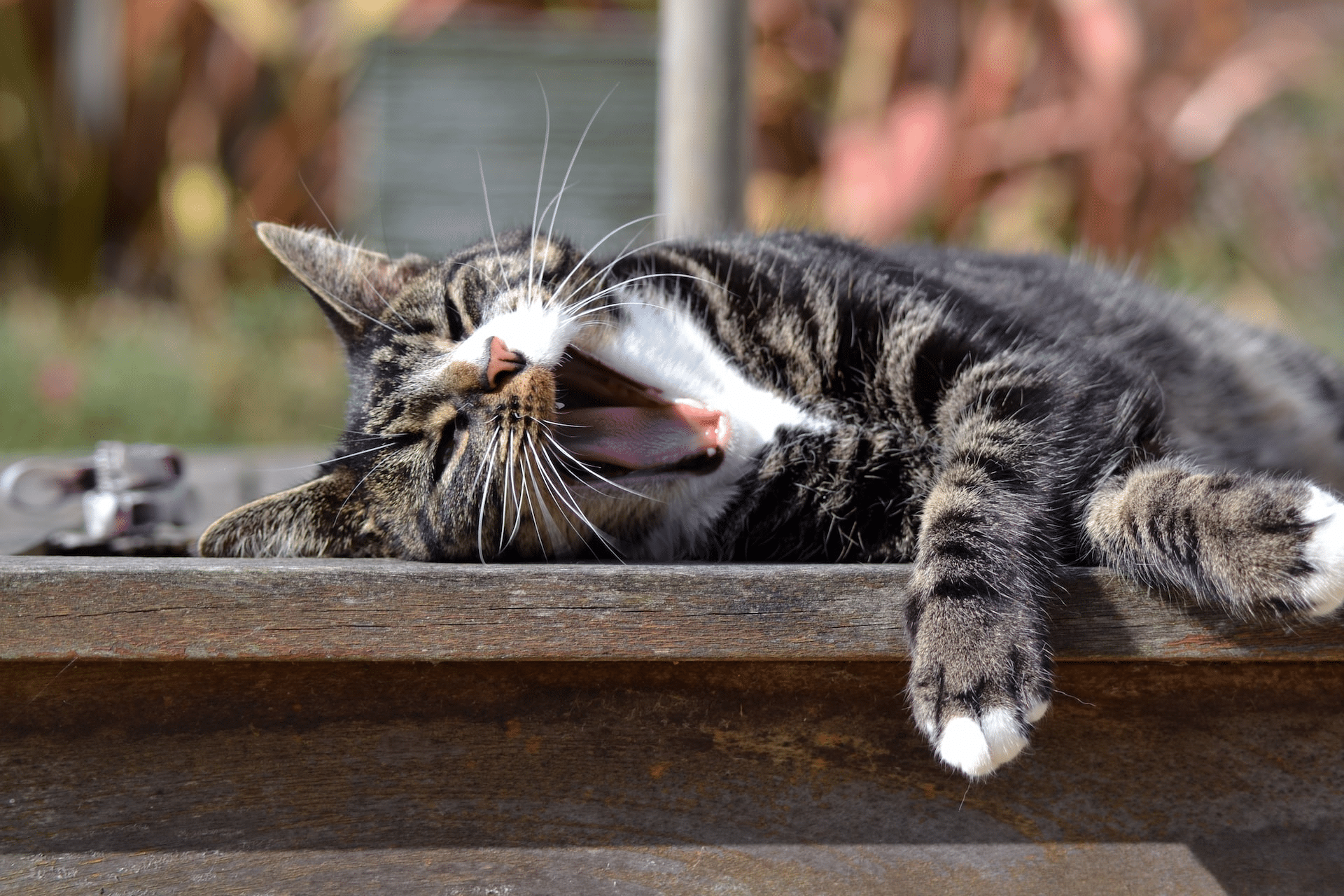 Vocal Warmup Exercises - Singing Success